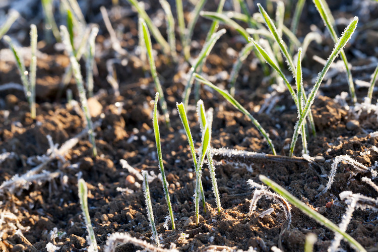 Frost-Seeding and Controlled Grazing - Goat Journal